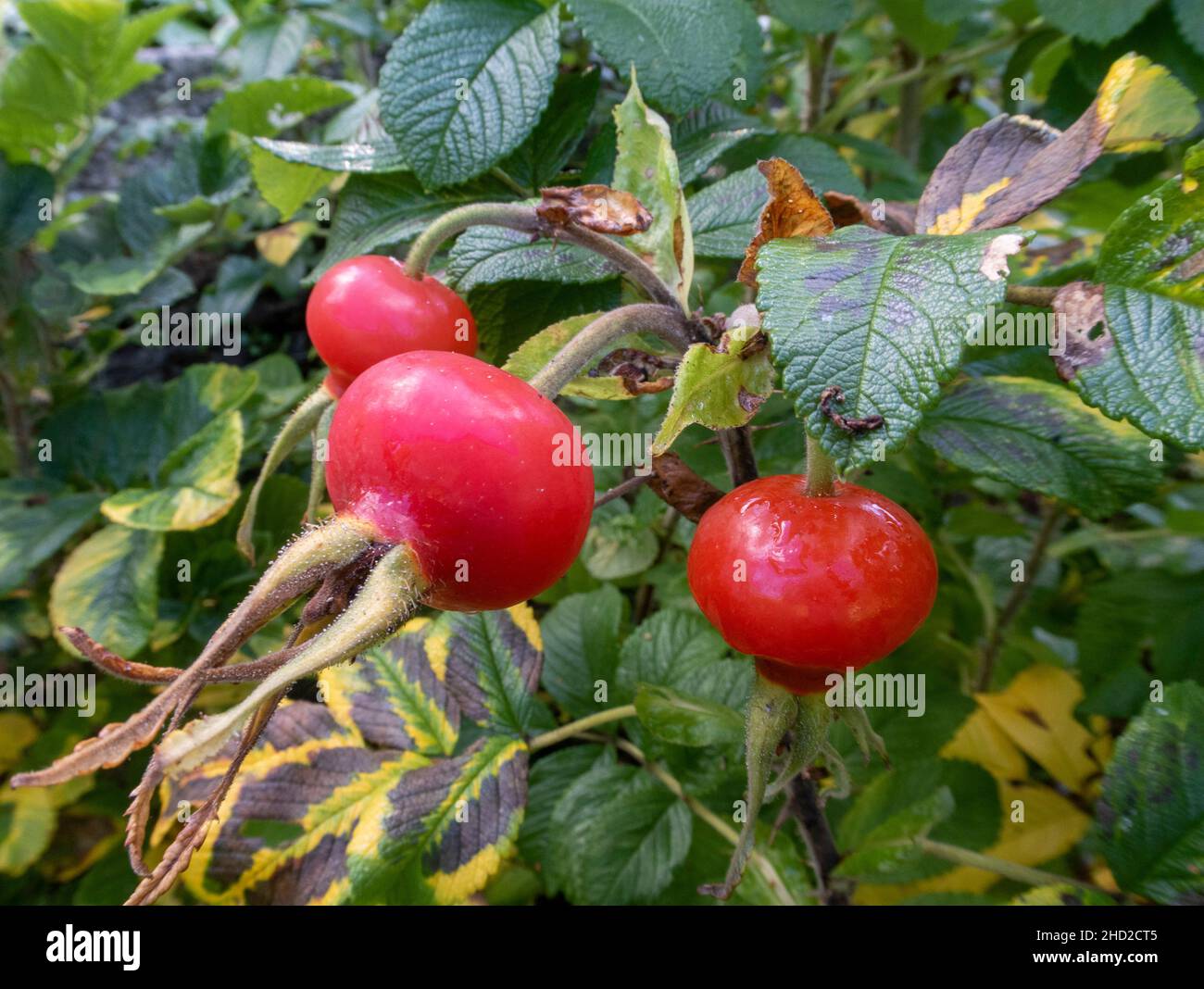 Large bright red rose hips, rogosa, rosehips on a rose bush Stock Photo ...