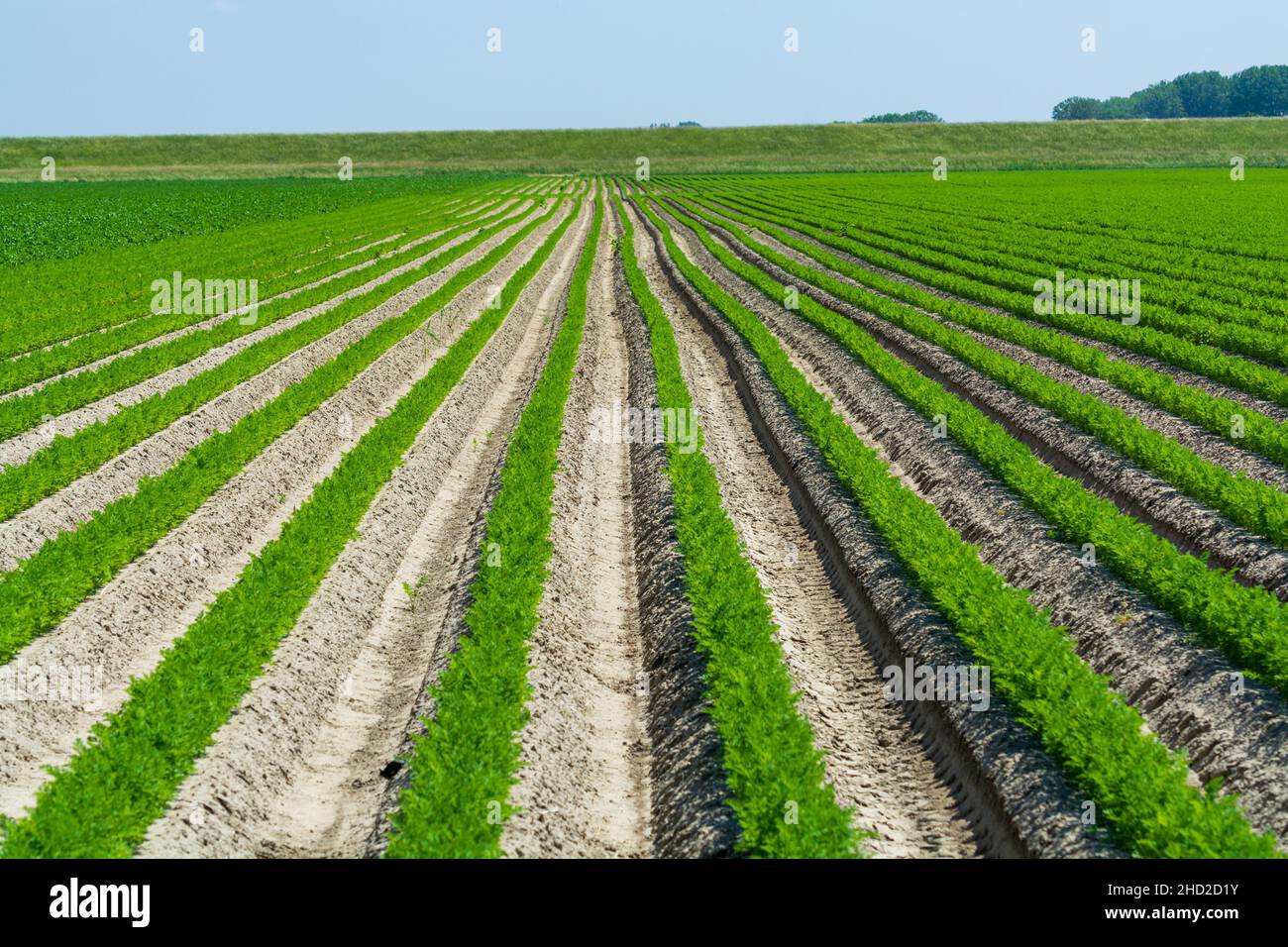 Agriculture in Netherlads, farm sandy fields with growing young carrot ...
