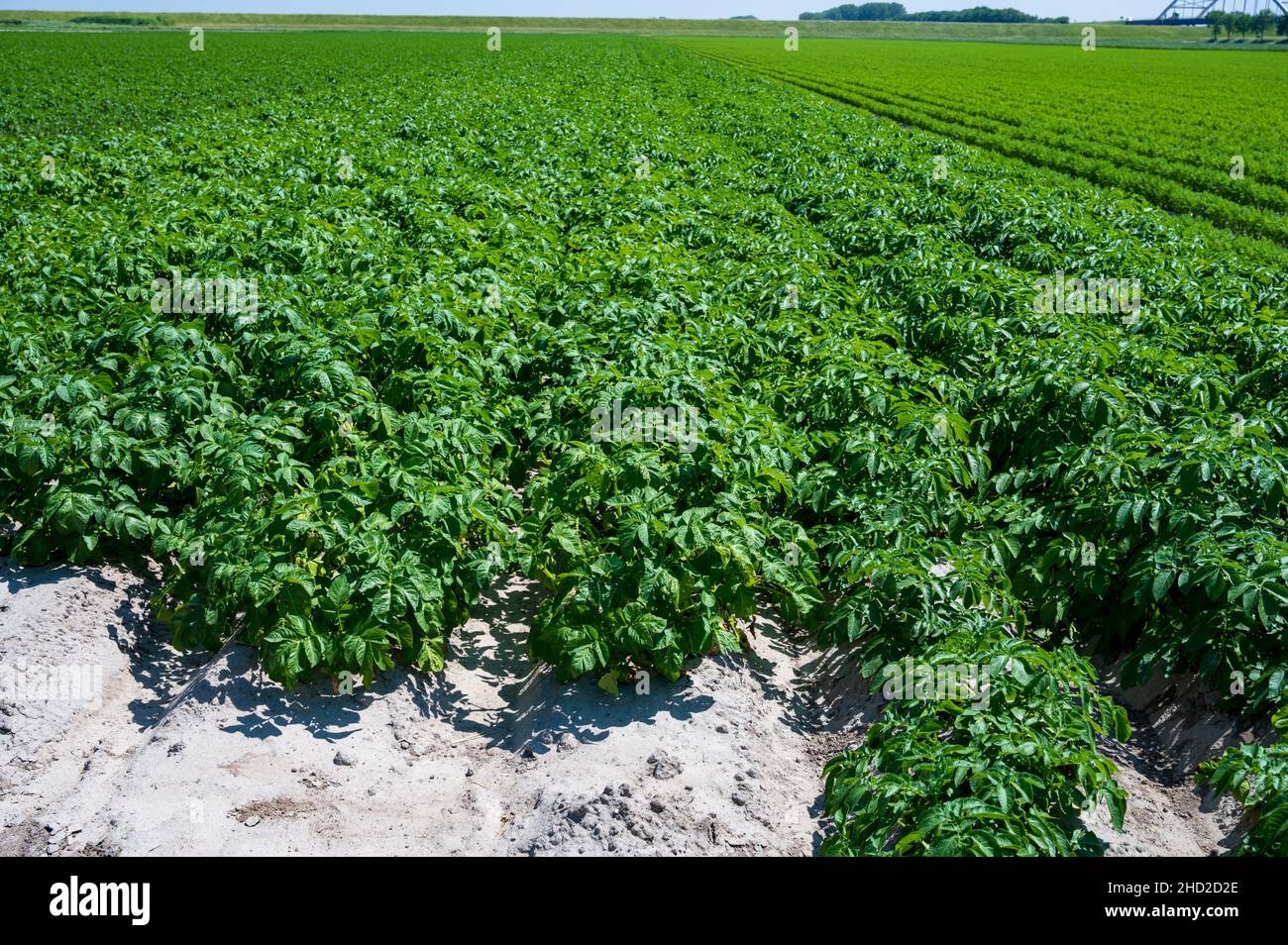 Agriculture in Netherlads, farm sandy fields with growing young potato ...