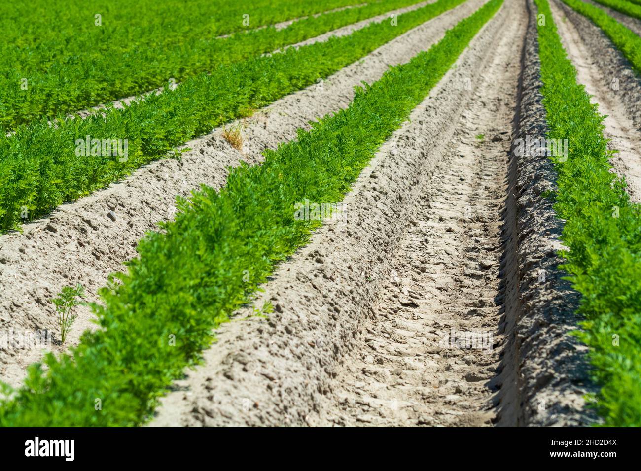 Agriculture in Netherlads, farm sandy fields with growing young carrot ...
