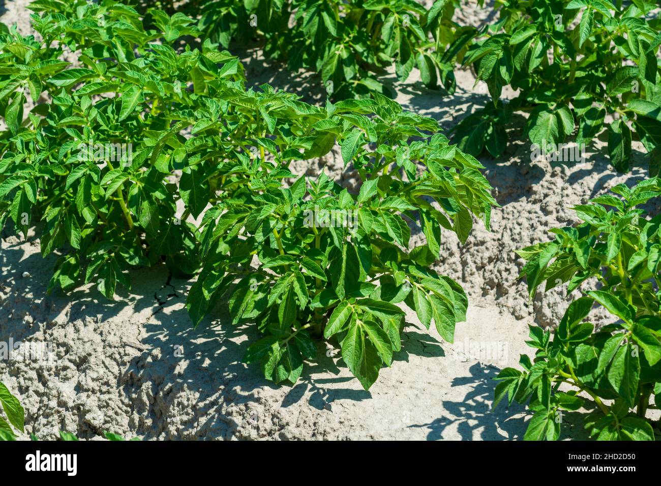Agriculture in Netherlads, farm sandy fields with growing young potato ...