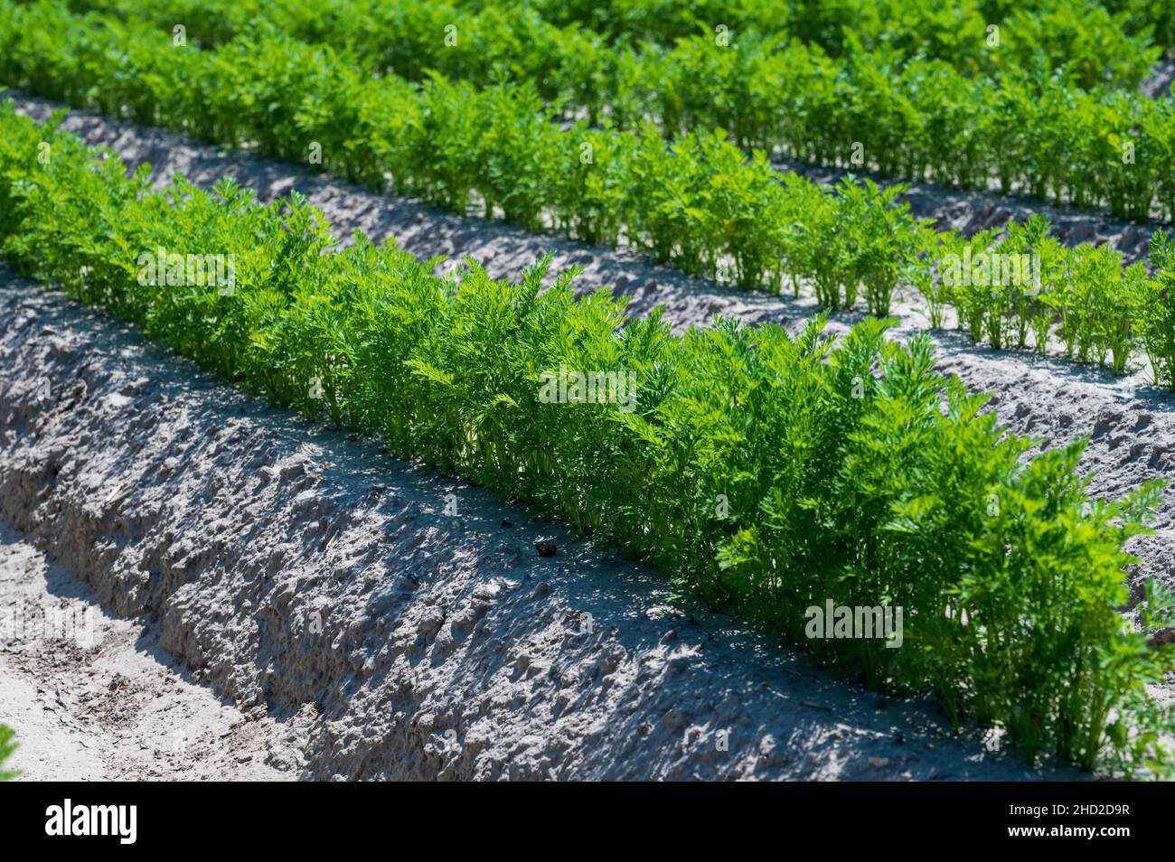 Agriculture in Netherlads, farm sandy fields with growing young carrot ...
