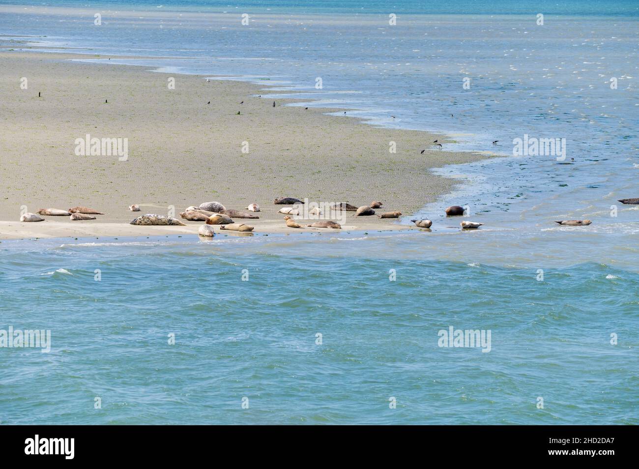 Animal collection, group of big sea seals resting on sandy beach during ...