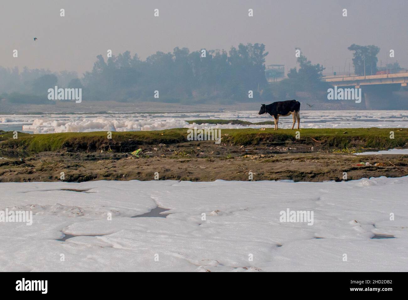 New Delhi, Delhi, India. 2nd Jan, 2022. A cow stands on the bank of ...