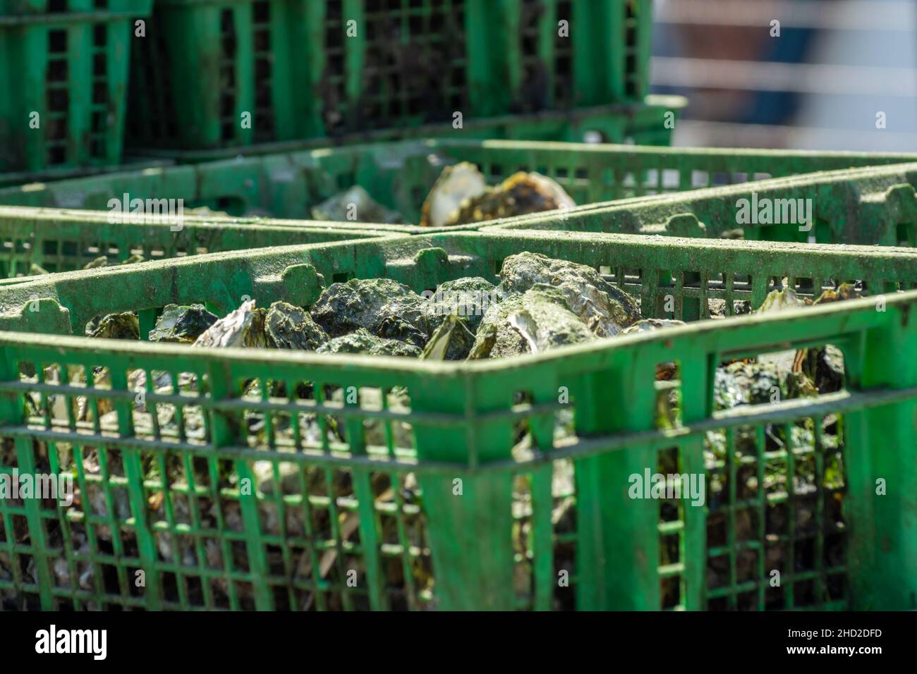 Molluscs in culture hi-res stock photography and images - Alamy