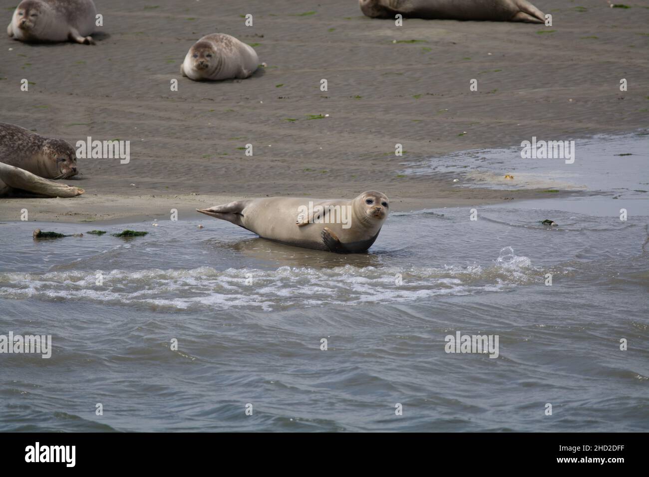 Animal collection, group of big sea seals resting on sandy beach during ...