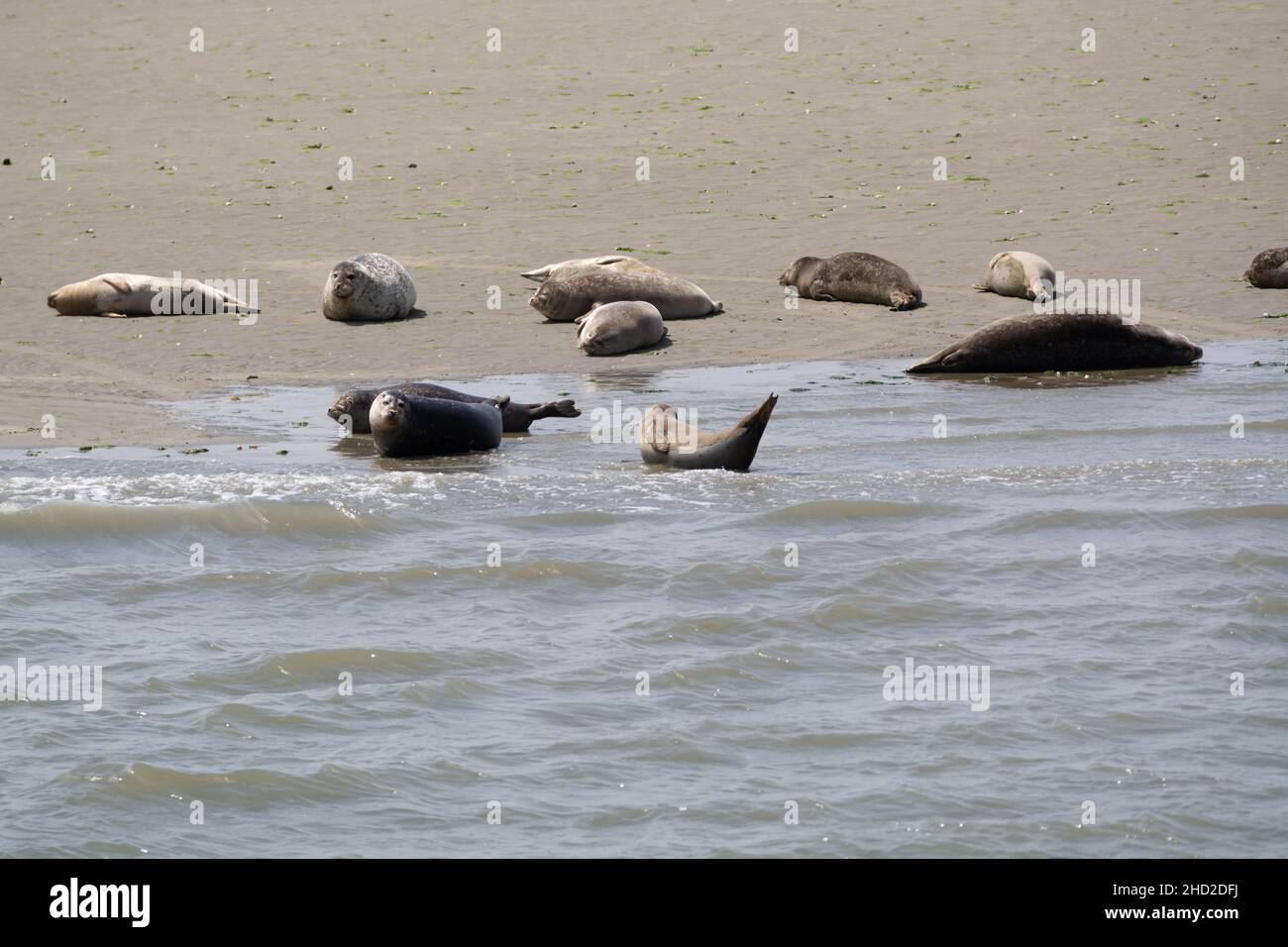 Animal collection, group of big sea seals resting on sandy beach during ...