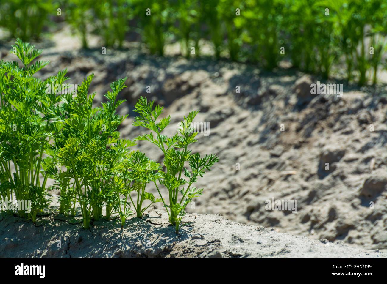 Agriculture in Netherlads, farm sandy fields with growing young carrot ...