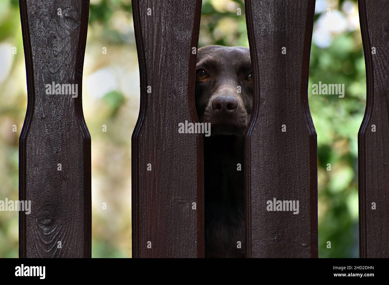 Dog looking through fence hi-res stock photography and images - Alamy