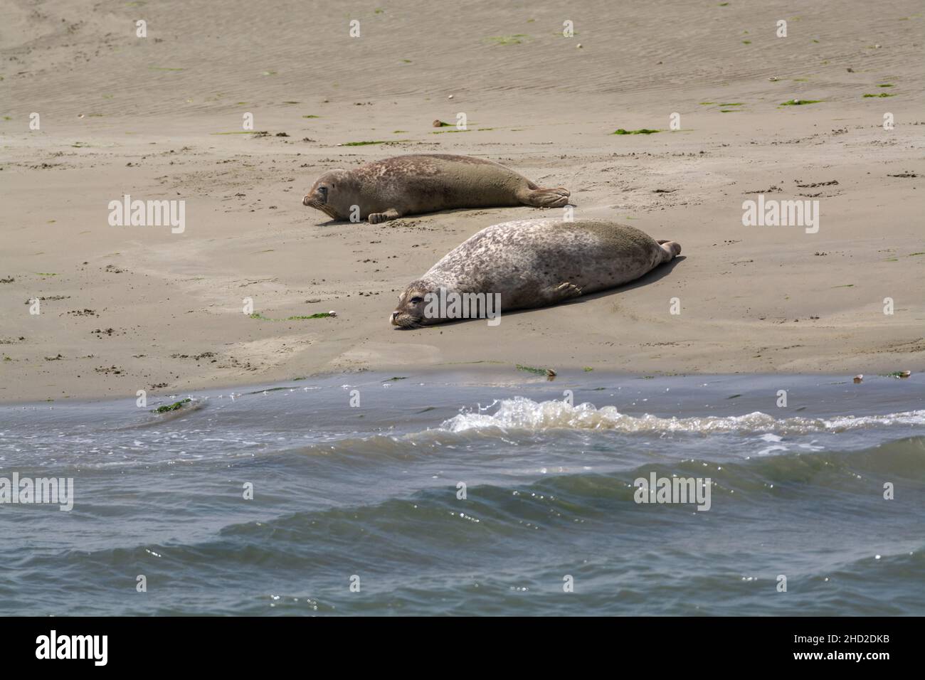 Animal collection, group of big sea seals resting on sandy beach during ...