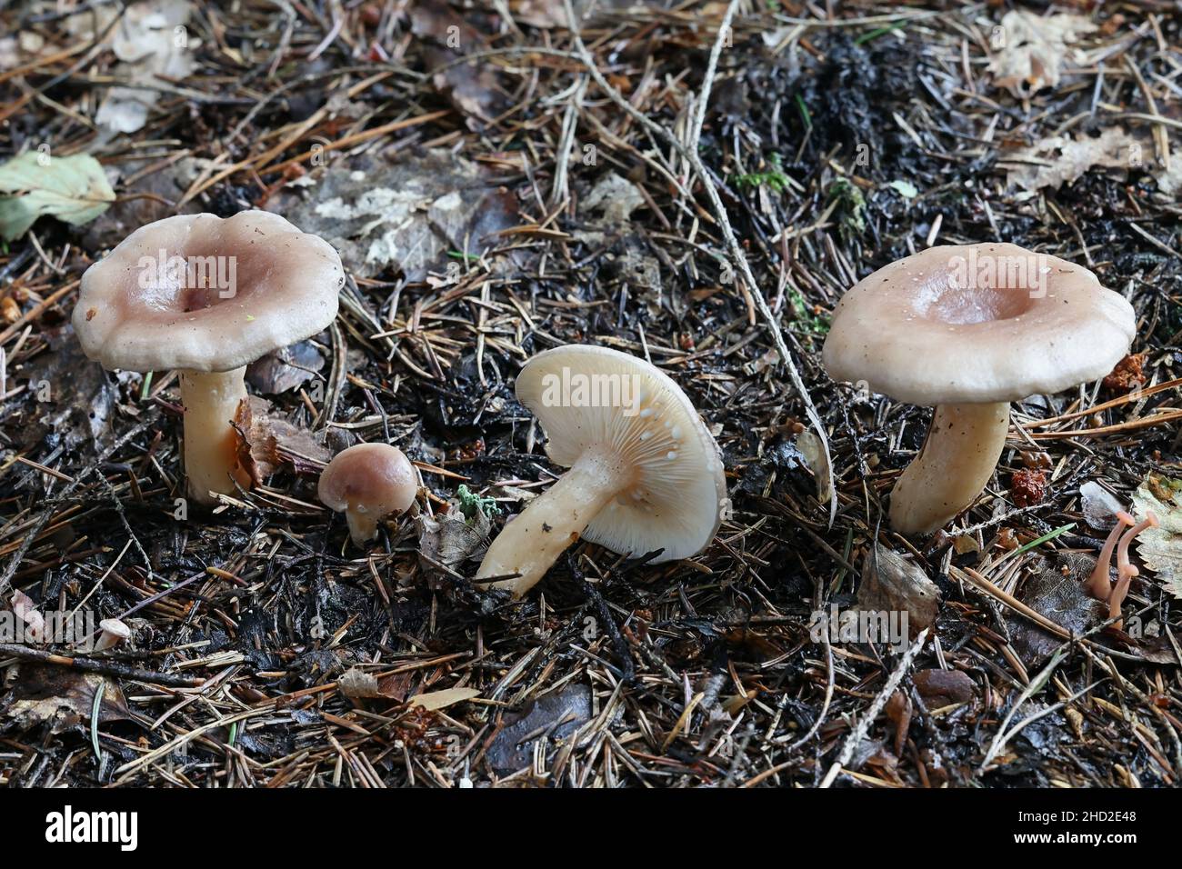 Lactarius vietus, known as the Grey Milkcap, wild mushroom from Finland ...