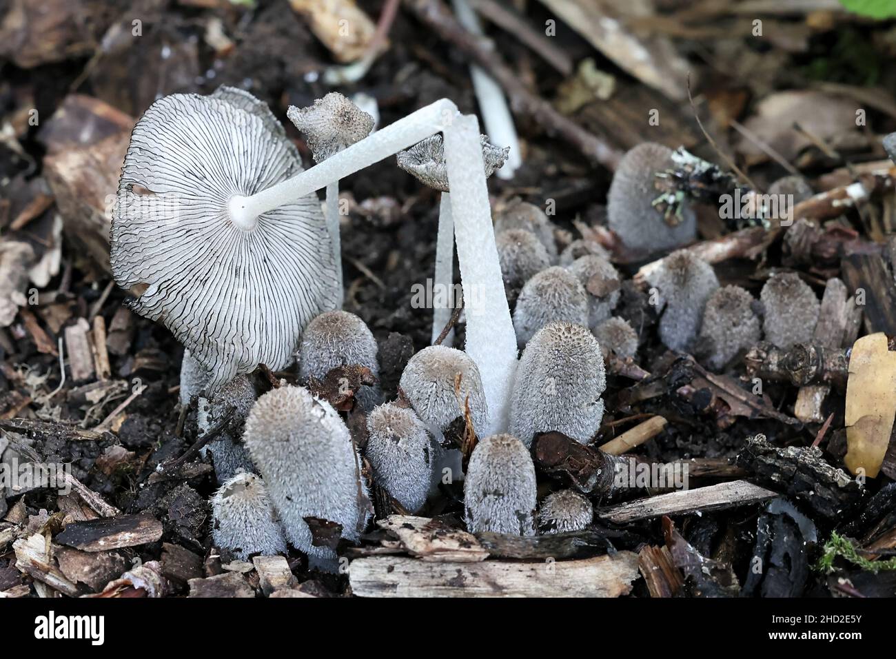 Coprinopsis lagopus, also called Coprinus lagopus, commonly known as ...