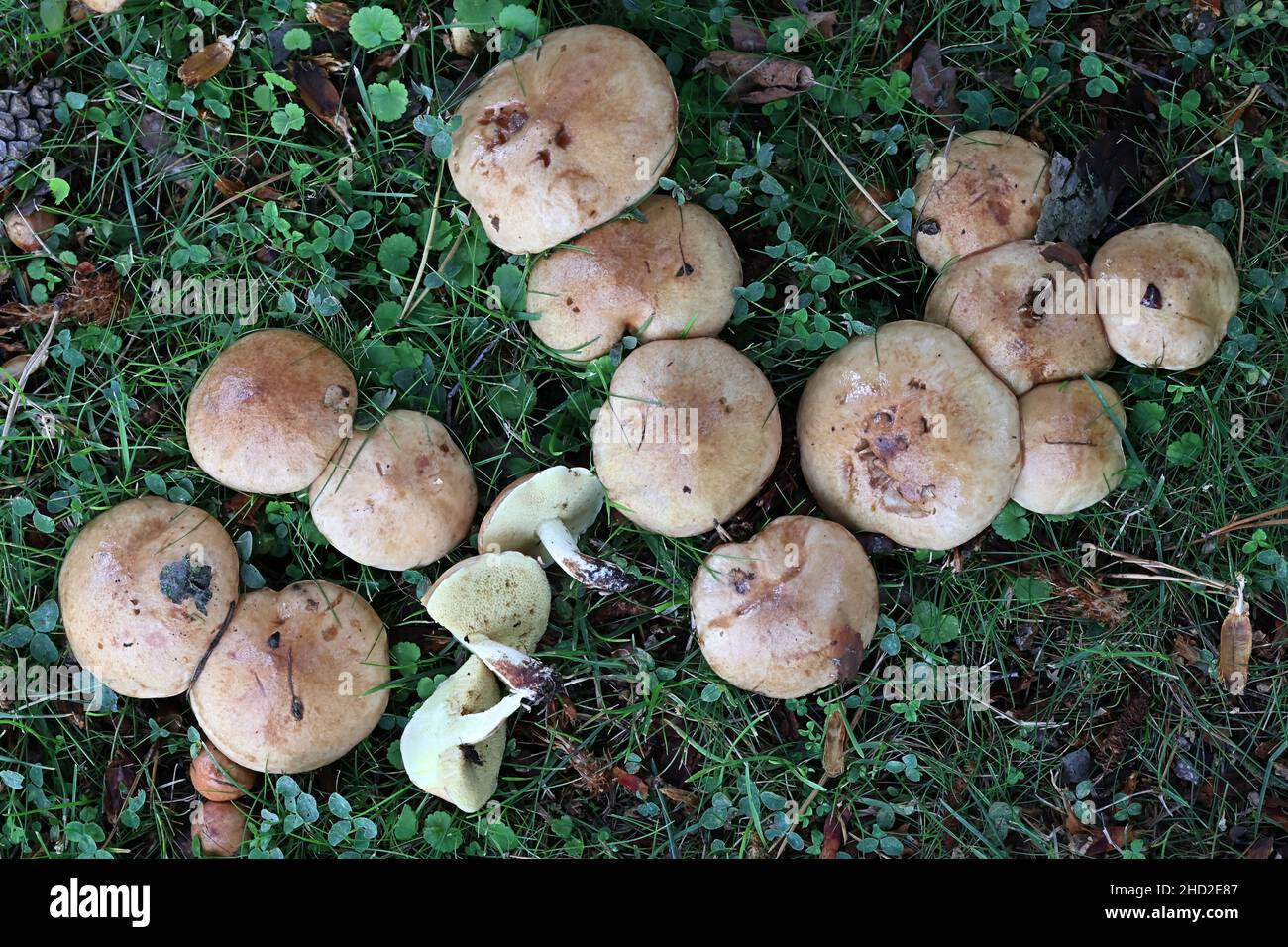 Suillus granulatus, known as the weeping bolete or the granulated ...