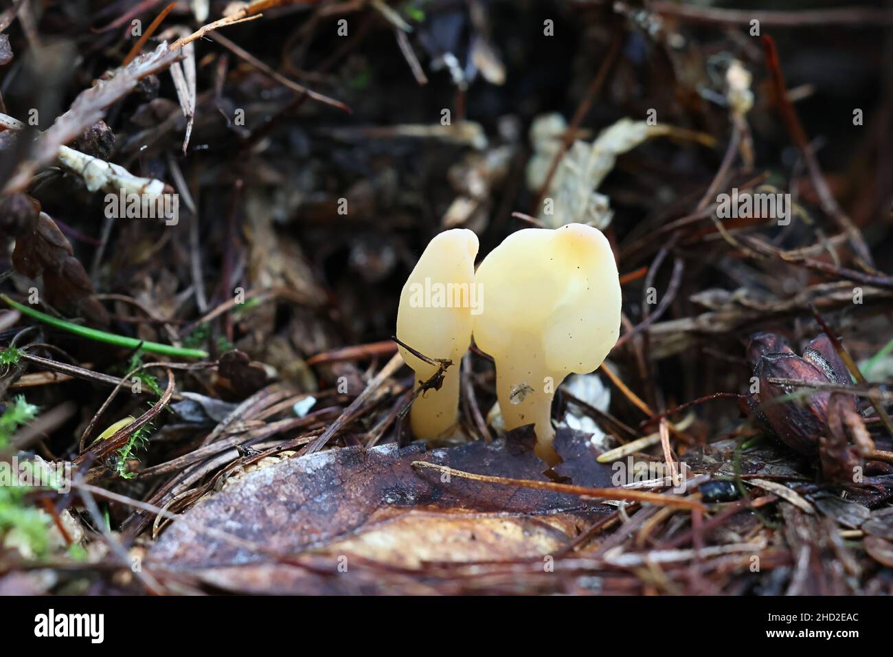 Spathularia flavida, commonly known as the yellow earth tongue, the ...