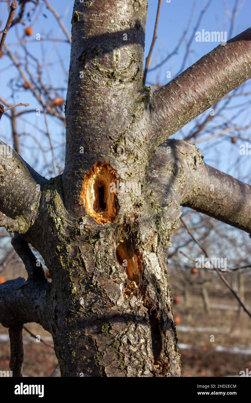 Apple tree damaged by woodpecker. Pests on the tree Stock Photo - Alamy