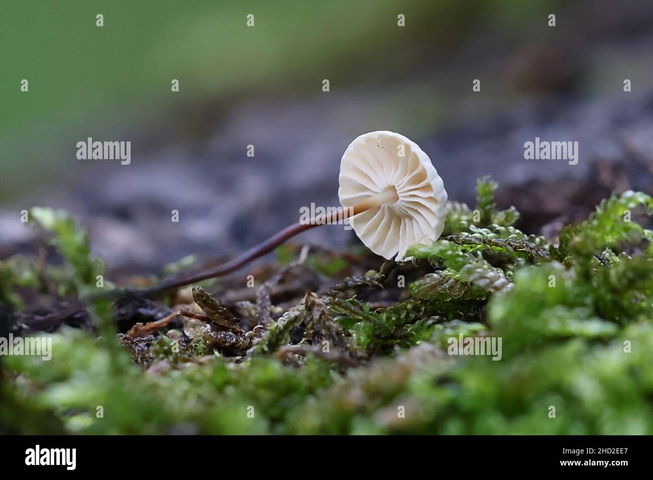 Marasmius rotula, known as pinwheel mushroom, pinwheel marasmius ...