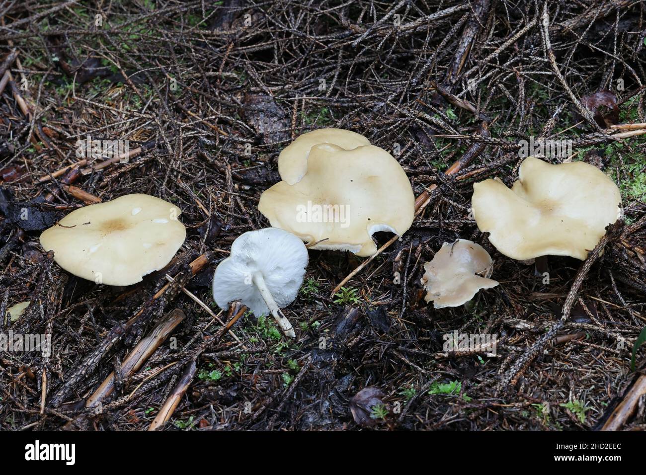 Melanoleuca grammopodia, commonly known as grooved cavalier, wild ...