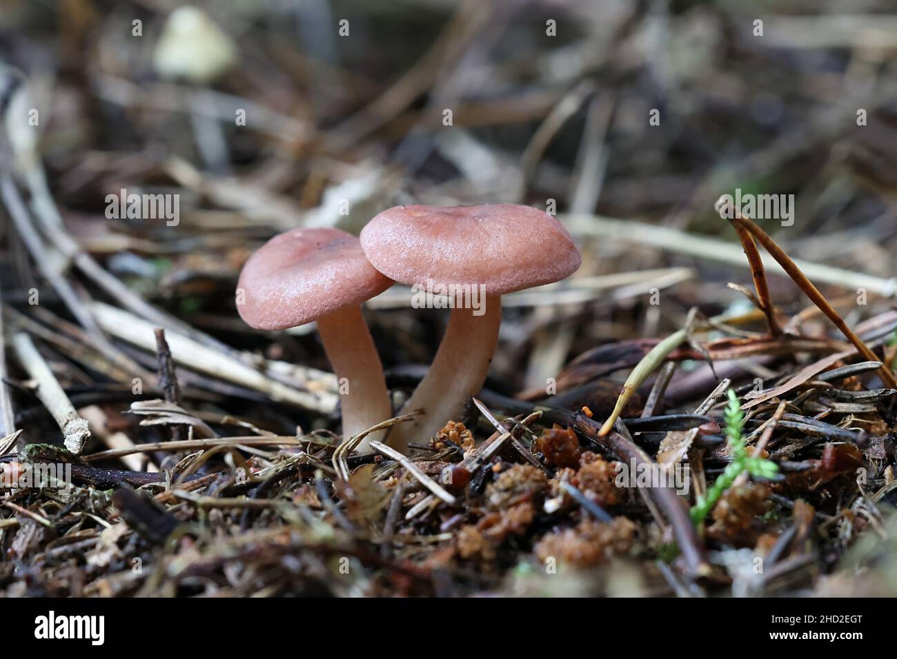 Rugosomyces persicolor hi-res stock photography and images - Alamy