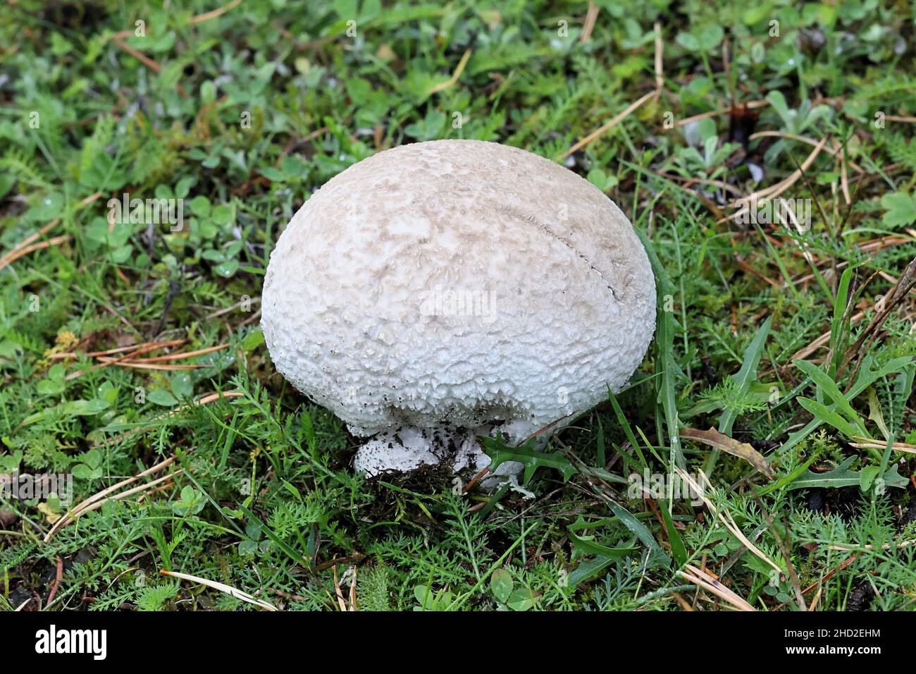 Lycoperdon utriforme, also called Calvatia caelata and Handkea ...