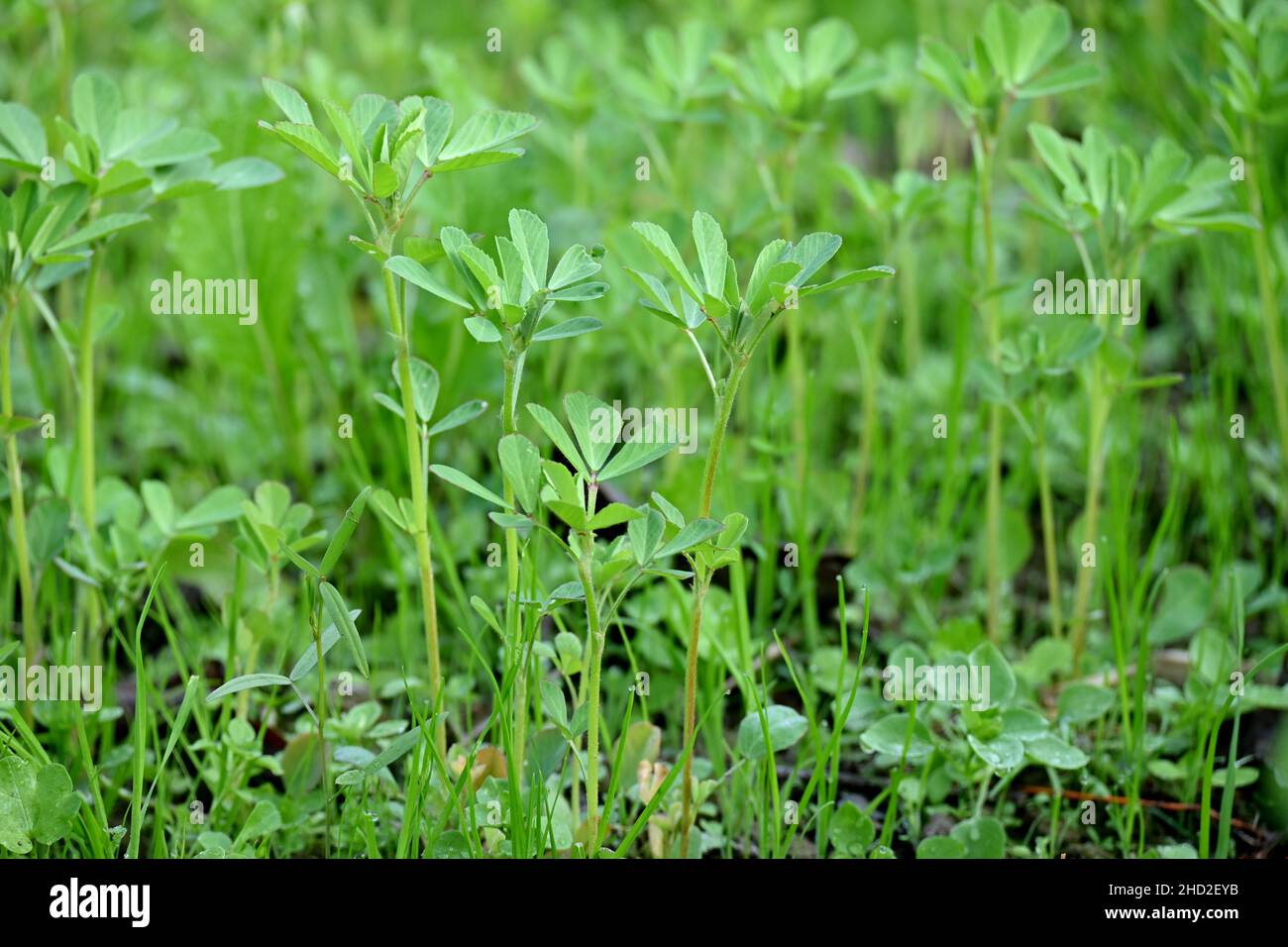 closeup the ripe green greek plant with small leaves growing in the ...
