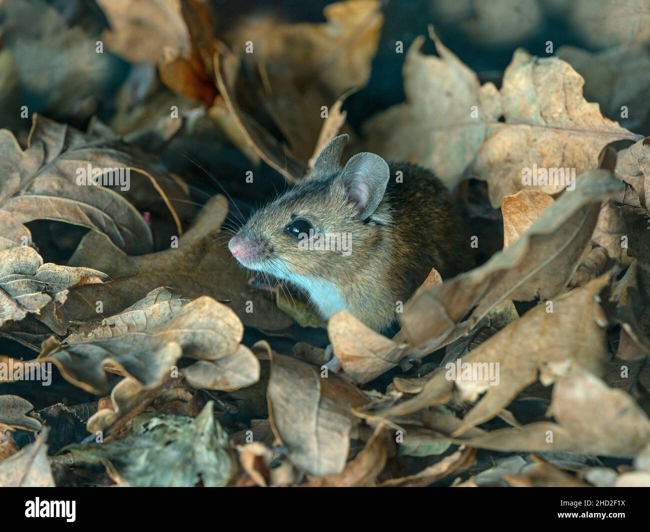 Common Field Mouse High Resolution Stock Photography and Images - Alamy