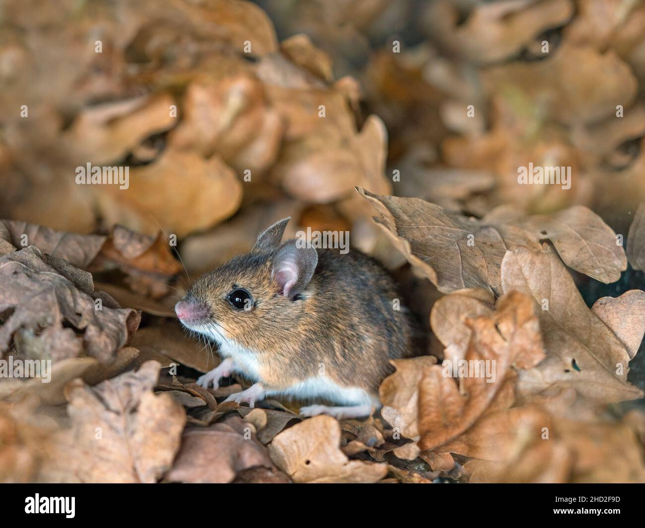 Common field mouse hi-res stock photography and images - Alamy