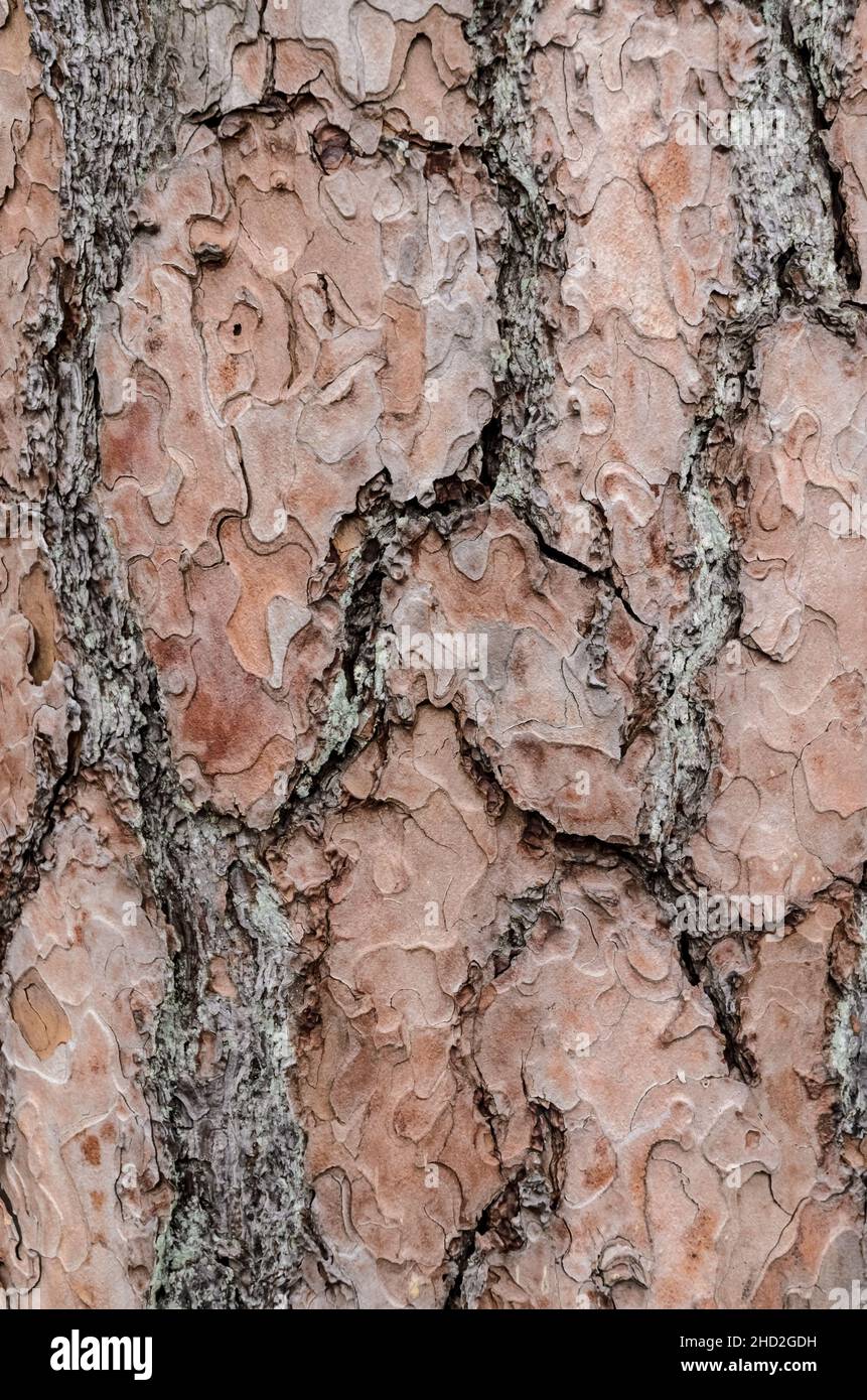 Close-up view of weathered outer pine tree bark (Conifer, Pinus ...
