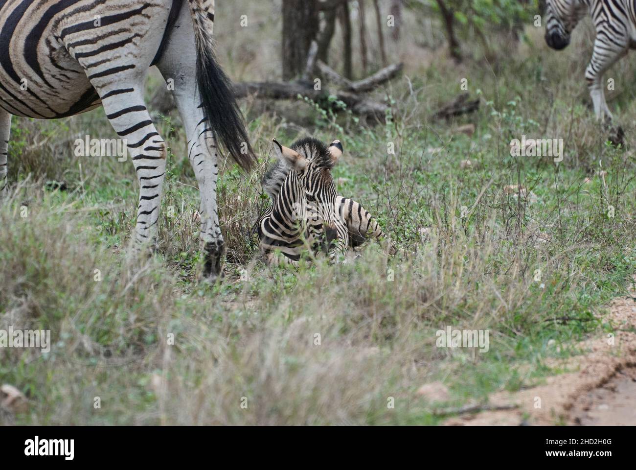 Baby Plains Zebra, Hippotigris, African equines quagga with distinctive ...
