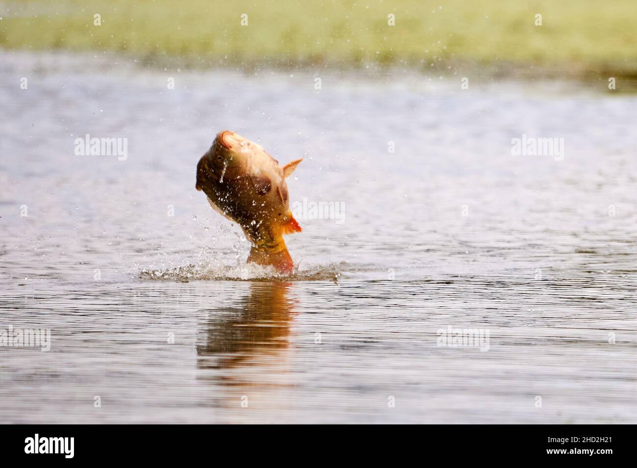 Carp fish jumping out of the water Stock Photo - Alamy