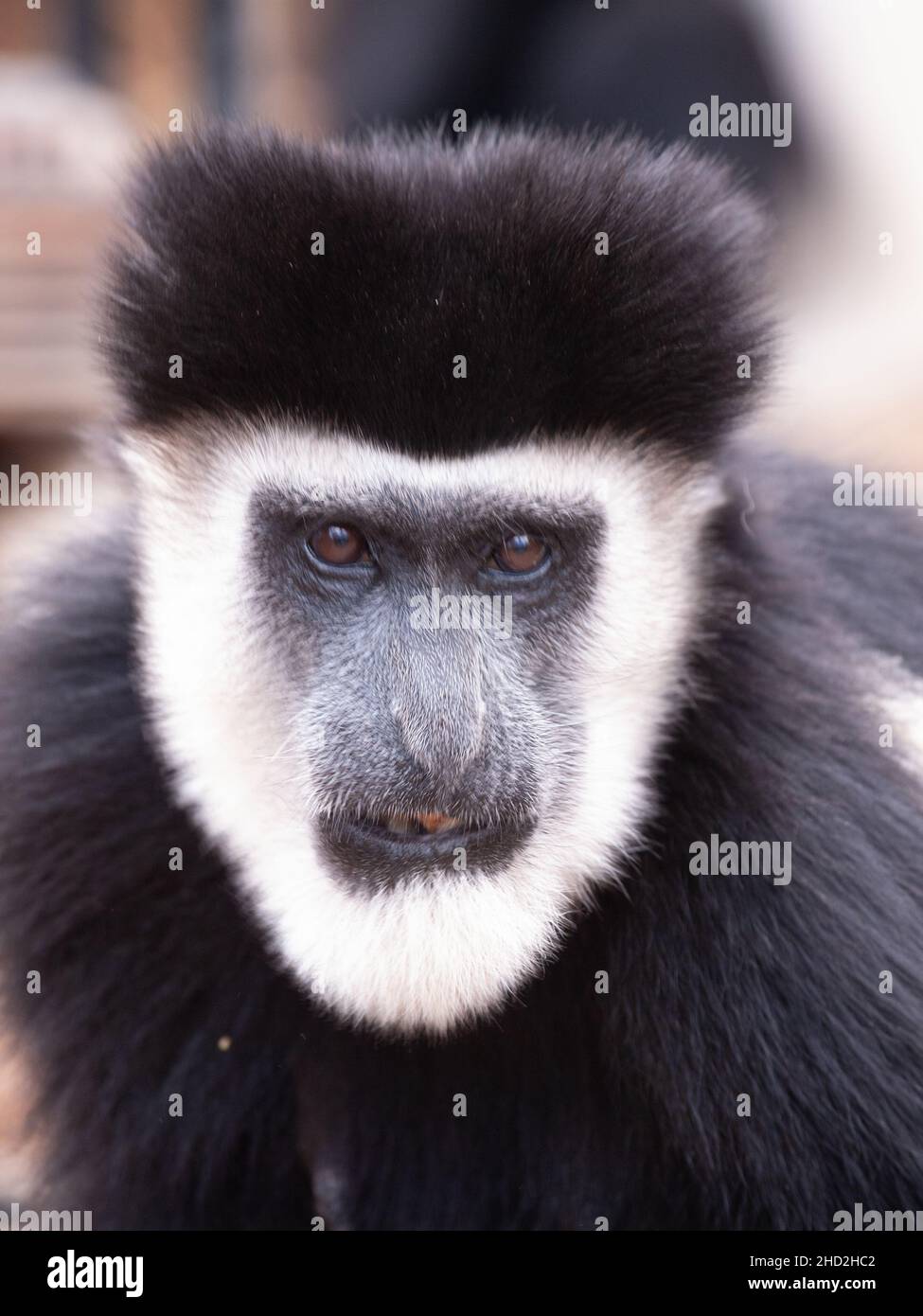 Black-and-white colobuses (or colobi) are Old World monkeys of the ...