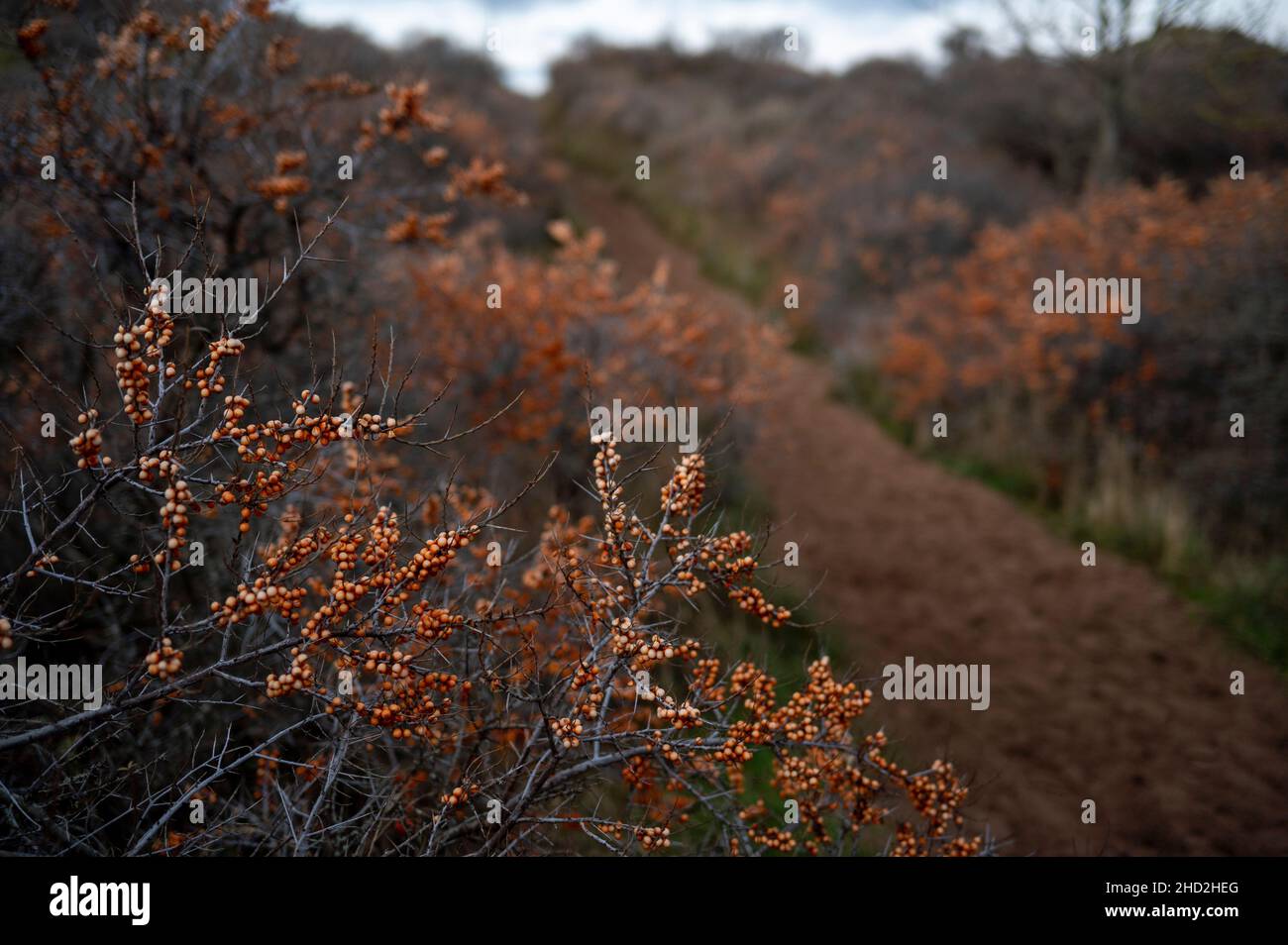 Gullane, East Lothian, Scotland. January 2nd 2022: Sea Buckthorn ...