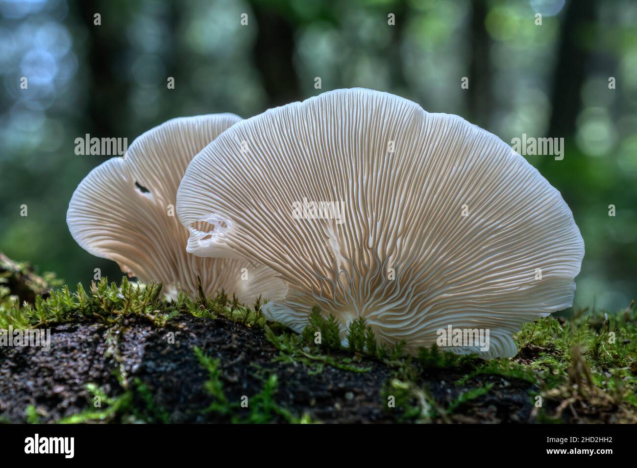Backlit white Angel Wings mushroom duo on wood stump in green forest ...