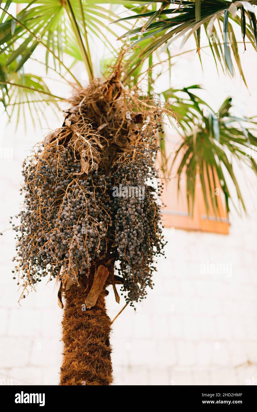 Dark blue bunches of dates on a palm tree against the backdrop of a ...