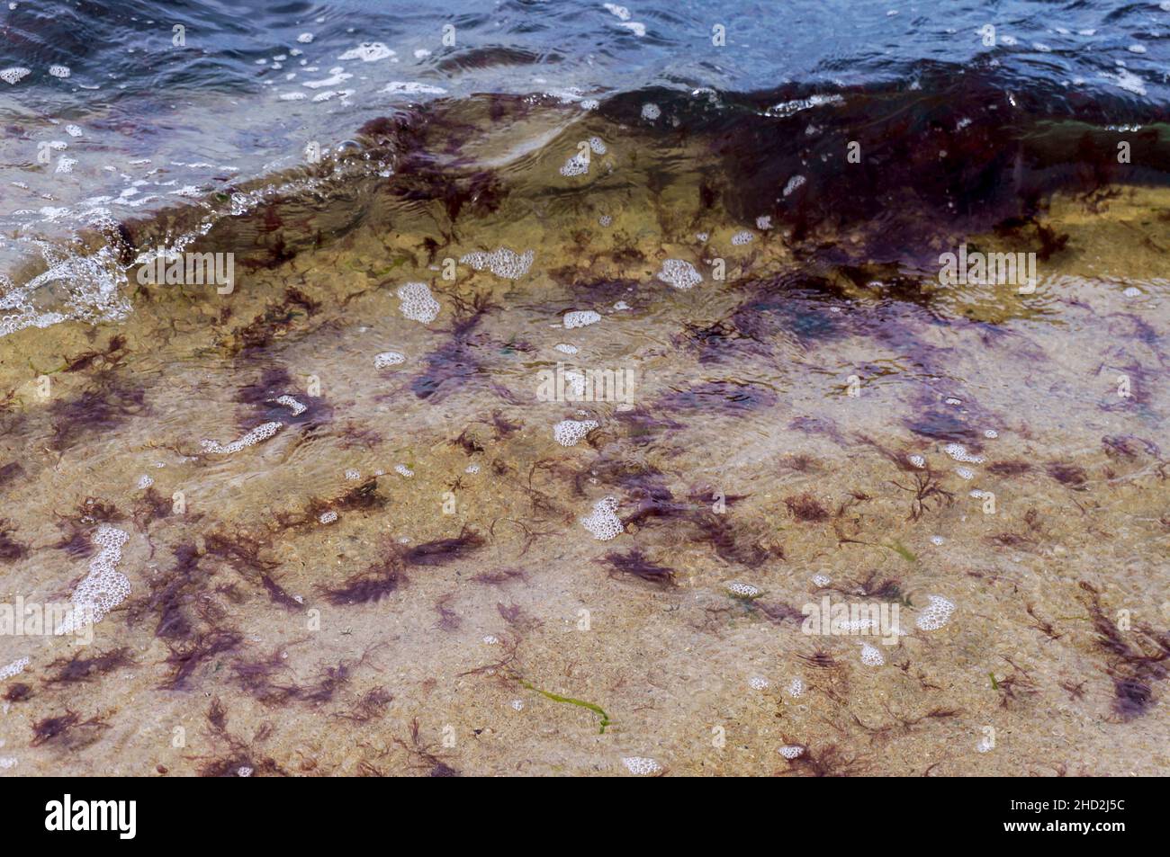 Clear water and black mud. Algae in the sea. Algae and slime on the ...