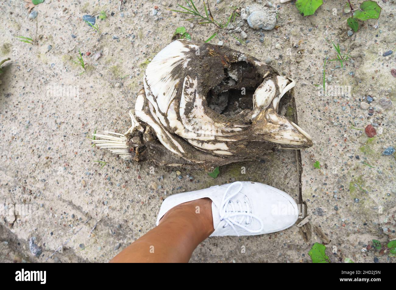 The head of an ancient fish. An old dried skull of a huge fish. A huge ...