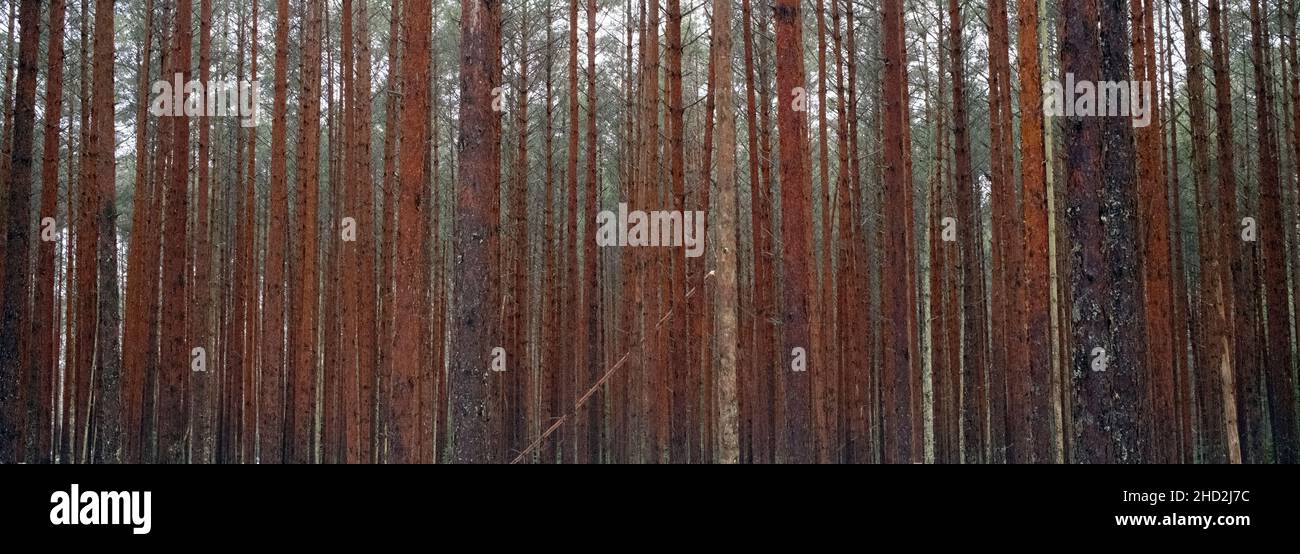 Pinus sylvestris dense pine tree forest in Kemeri National Park, Latvia ...