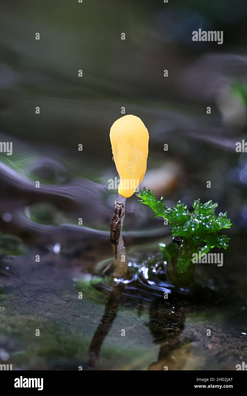 Mitrula paludosa, commonly known as swamp beacon or bog beacon, wild ...