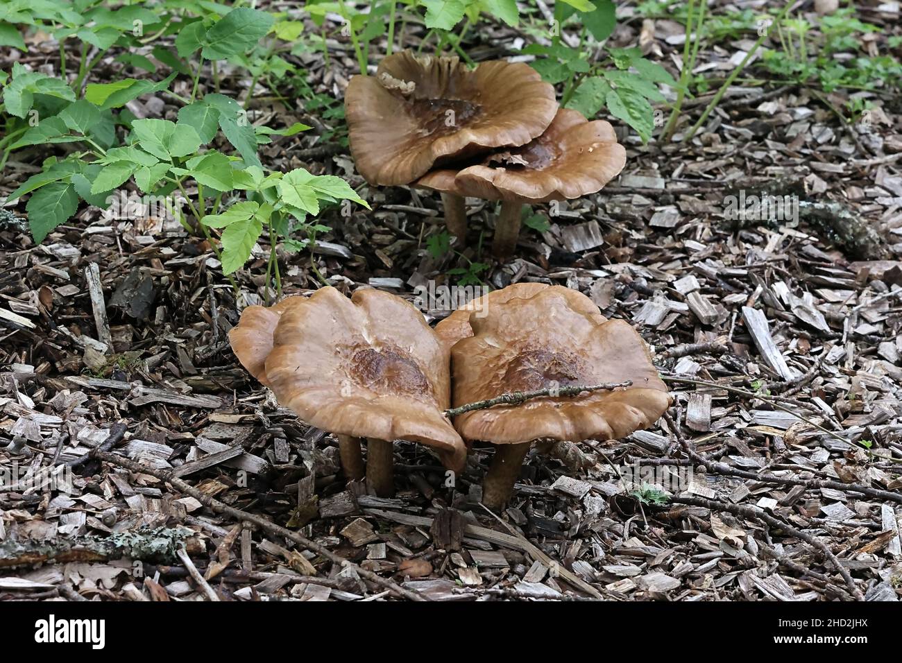 Pluteus rangifer, previously Pluteus cervinus coll., a shield mushroom ...