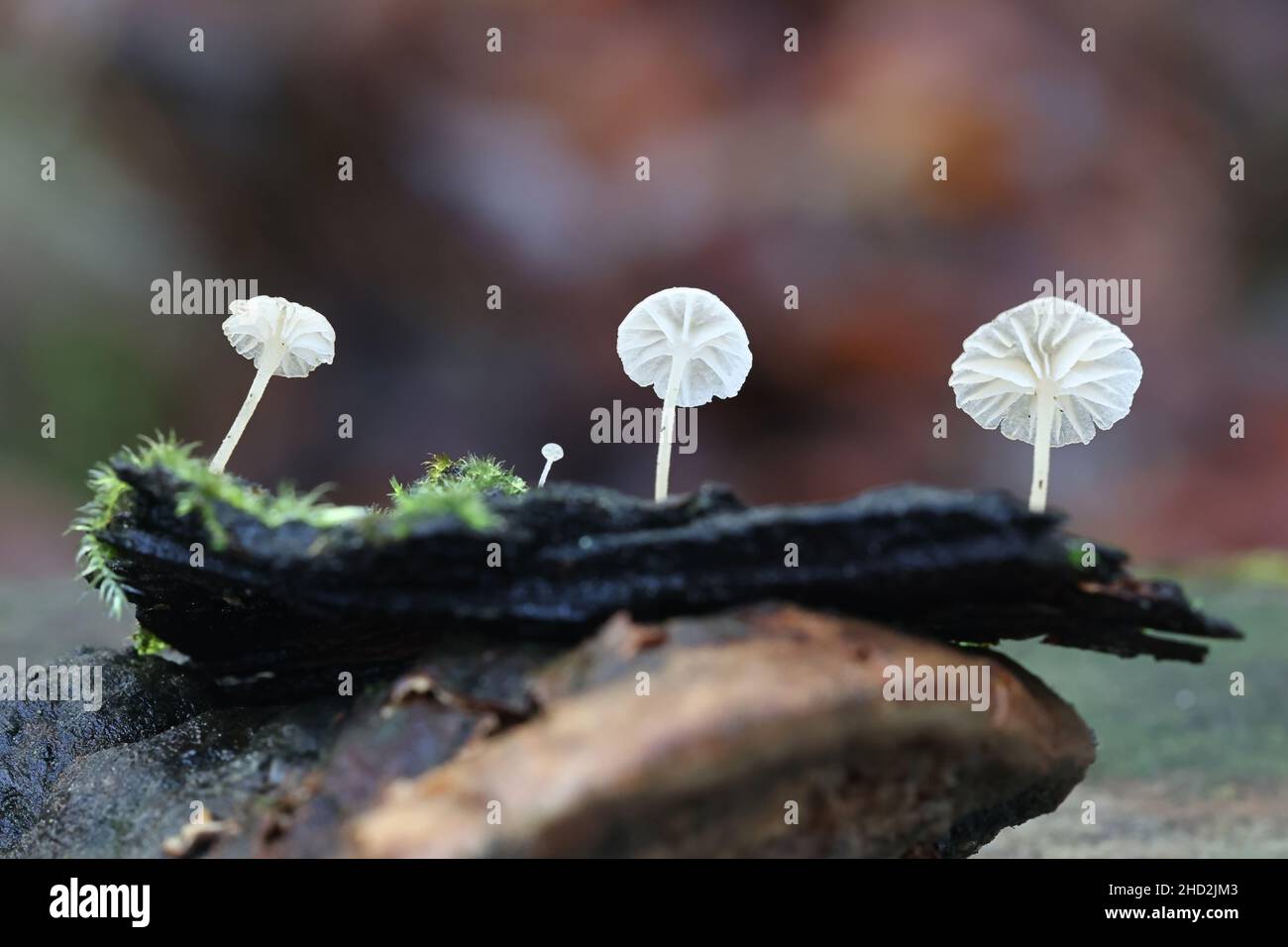Mycena speirea, also called Phloeomana speirea, commonly known as bark ...