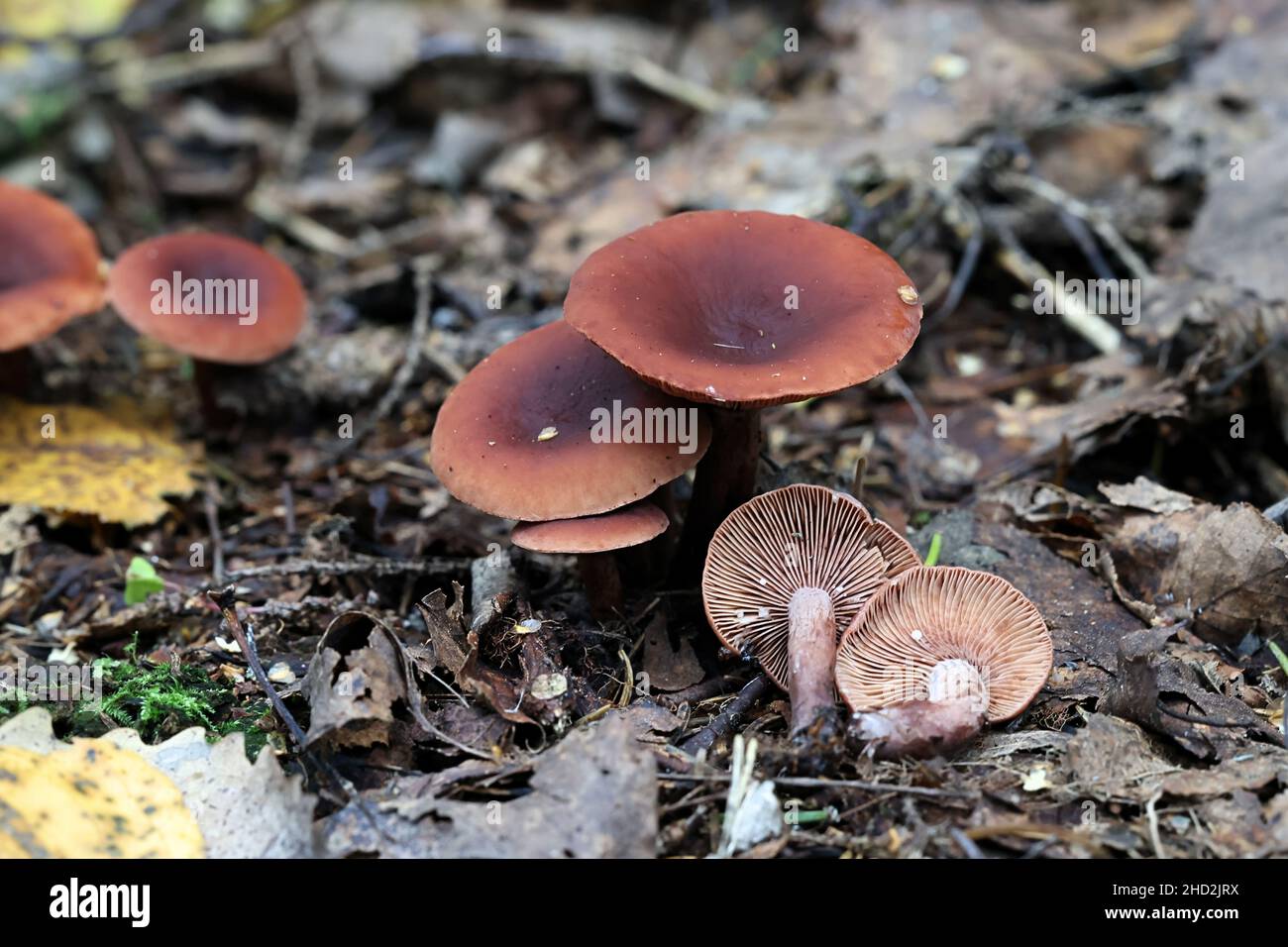 Lactarius camphoratus, commonly known as the curry milkcap, wild ...