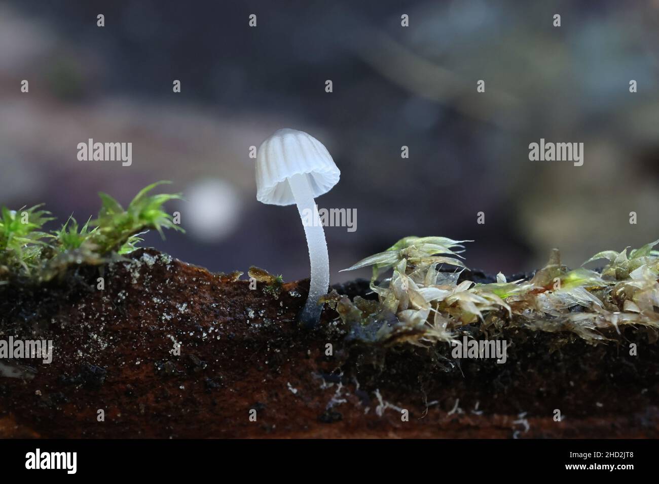 Mycena cyanorrhiza, known as blue-footed mycena, wild mushroom from ...