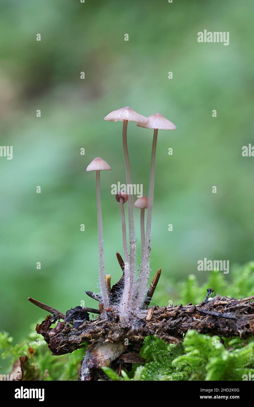 Mycena sanguinolenta, known as the bleeding bonnet or the terrestrial ...