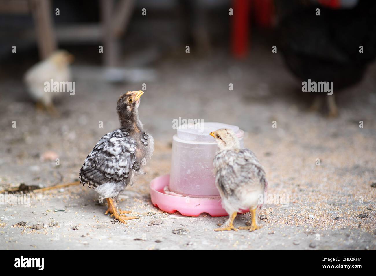 Chickens drink water from a drinking bowl. Life of domestic chickens in ...
