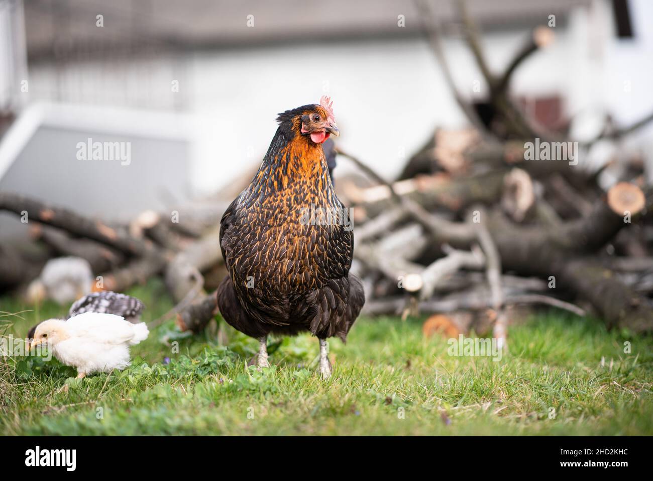 Broody hen with her few weeks old chicks in green yard. Life of ...