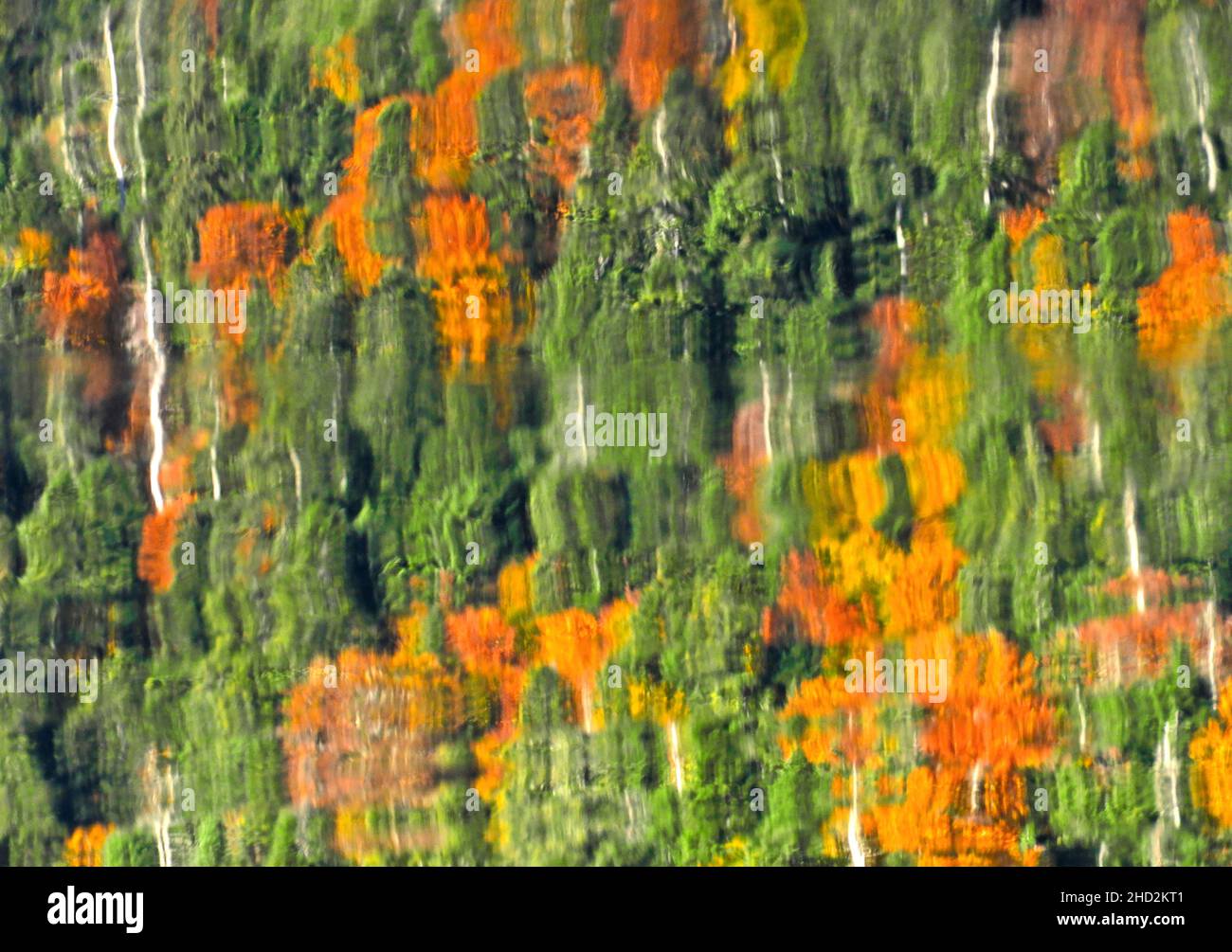Abstract blurry forest background hi-res stock photography and images ...