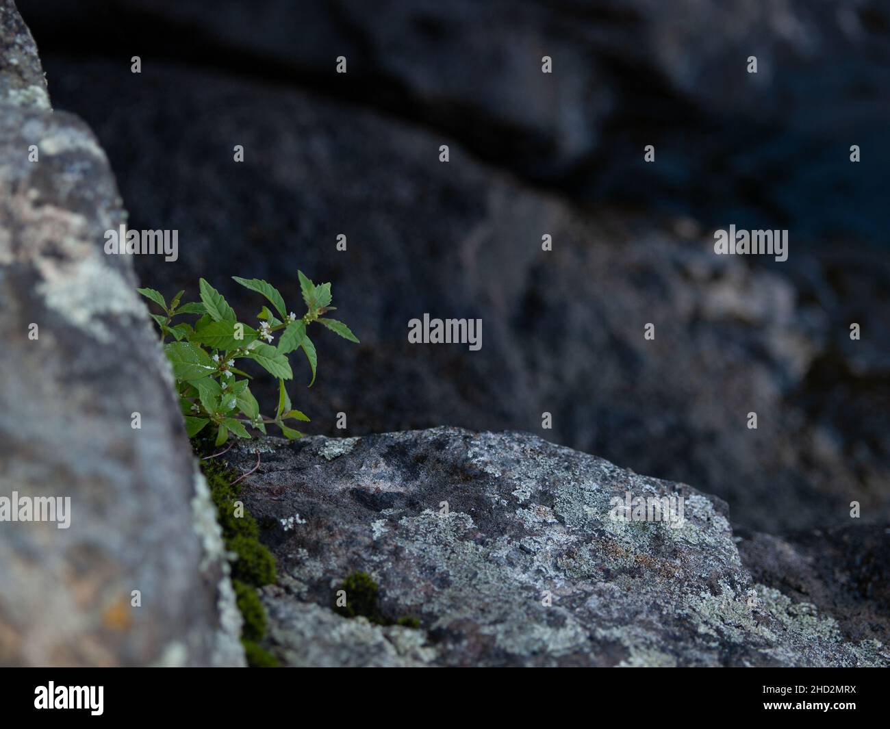 Plant growing in rock Stock Photo - Alamy