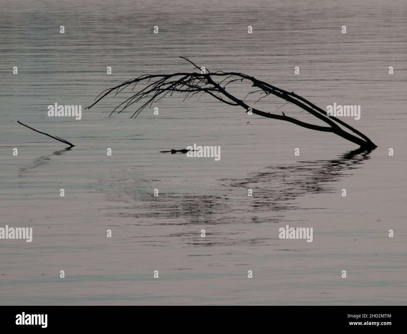 Waters edge of lake Stock Photo - Alamy