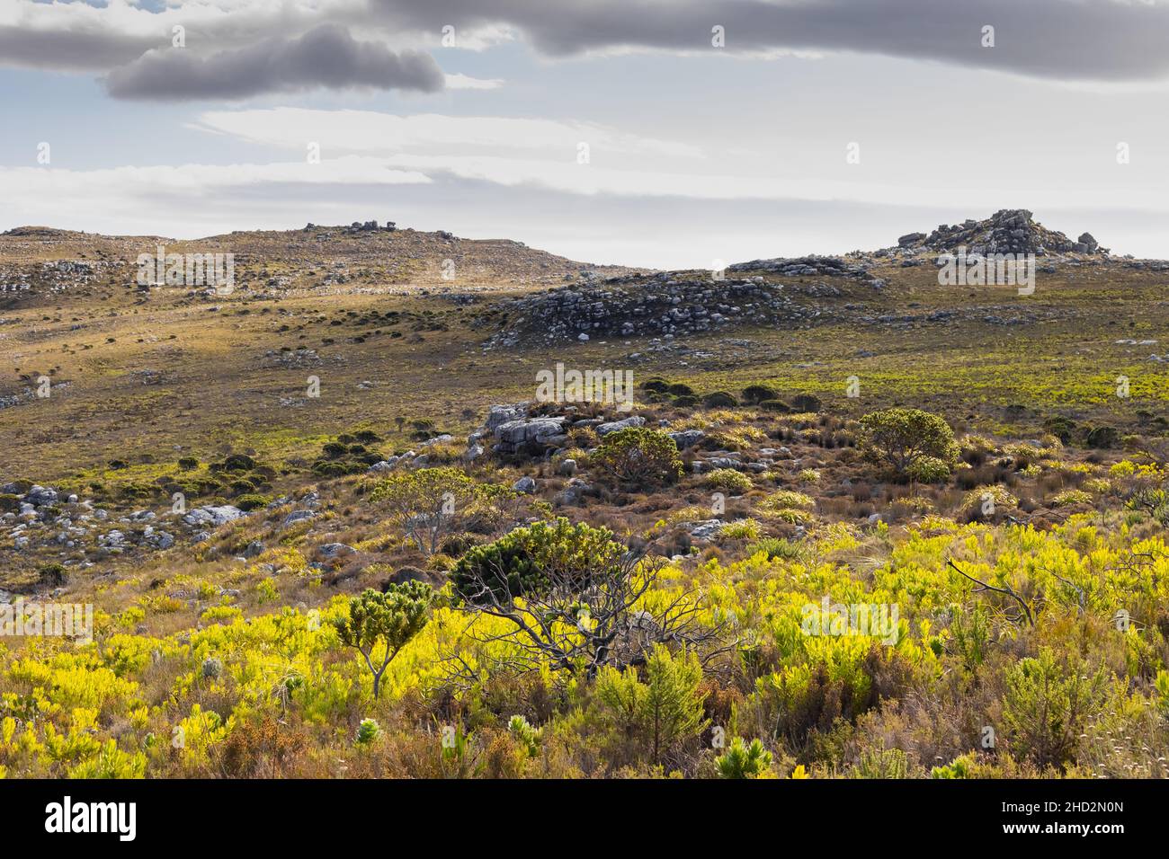 Rugged mountain landscape with fynbos scrub bush flora in Cape Town ...