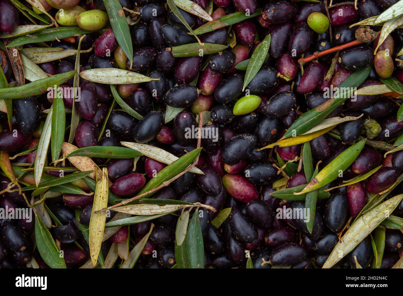 Close up olive fruits hi-res stock photography and images - Alamy