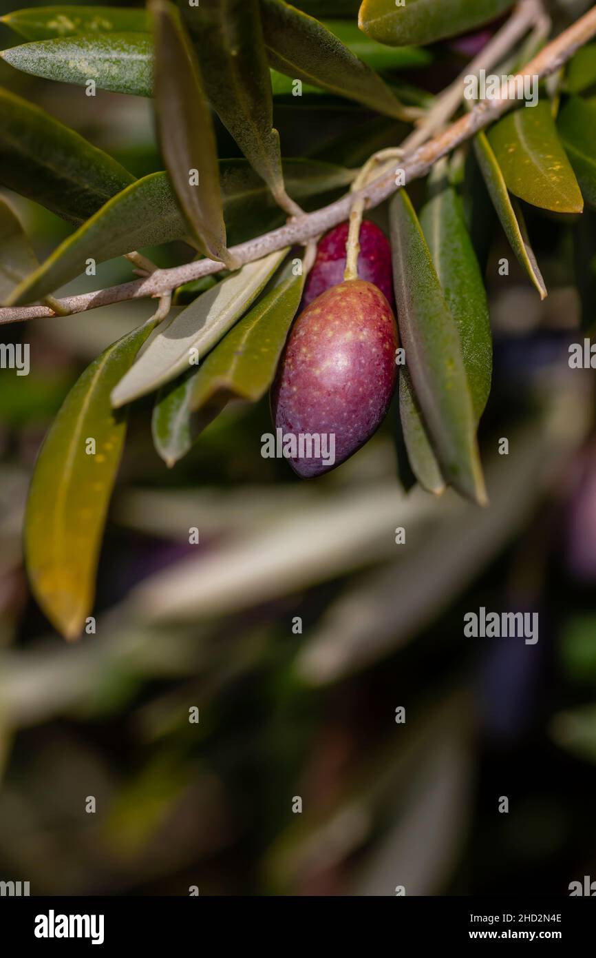 Olive tree (Olea Europaea) red purplish fruits Stock Photo - Alamy